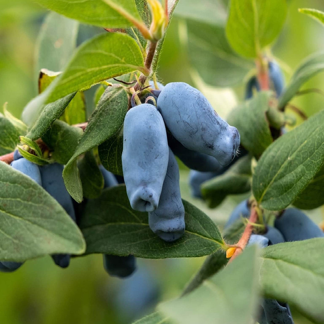 Pepinierele Fundulea - Butașii noștrii de zmeur mur coacăz și afin!