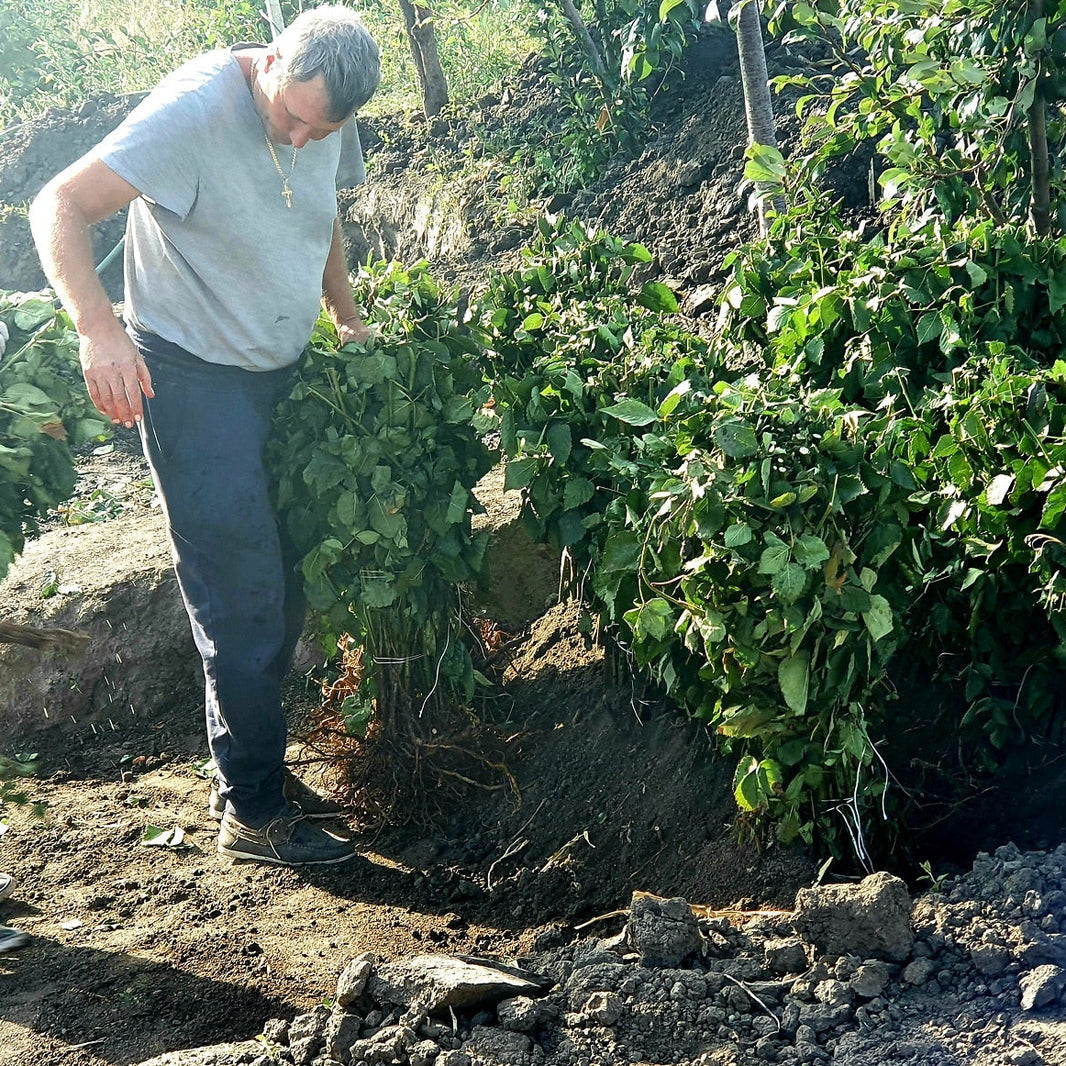 Butasi arbusti fructiferi – Pepinierele Fundulea