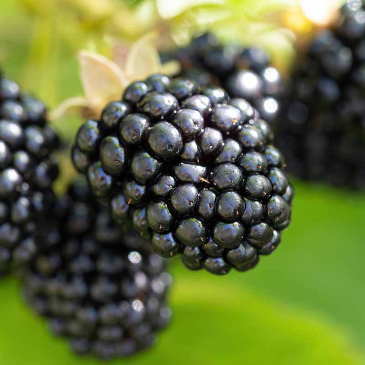 Produse – Pepinierele Fundulea