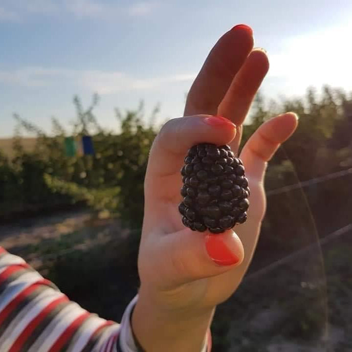 Butasi arbusti fructiferi – Pepinierele Fundulea