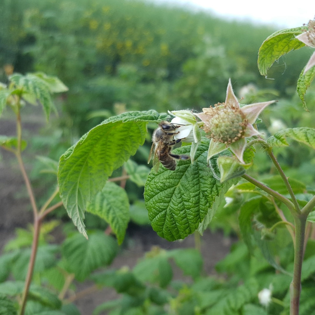 Pepinierele Fundulea - Butașii noștrii de zmeur mur coacăz și afin!