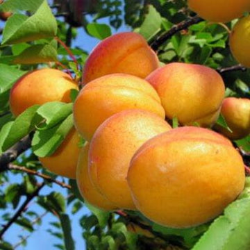Pomi fructiferi – Pepinierele Fundulea