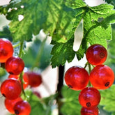 Produse – Pepinierele Fundulea