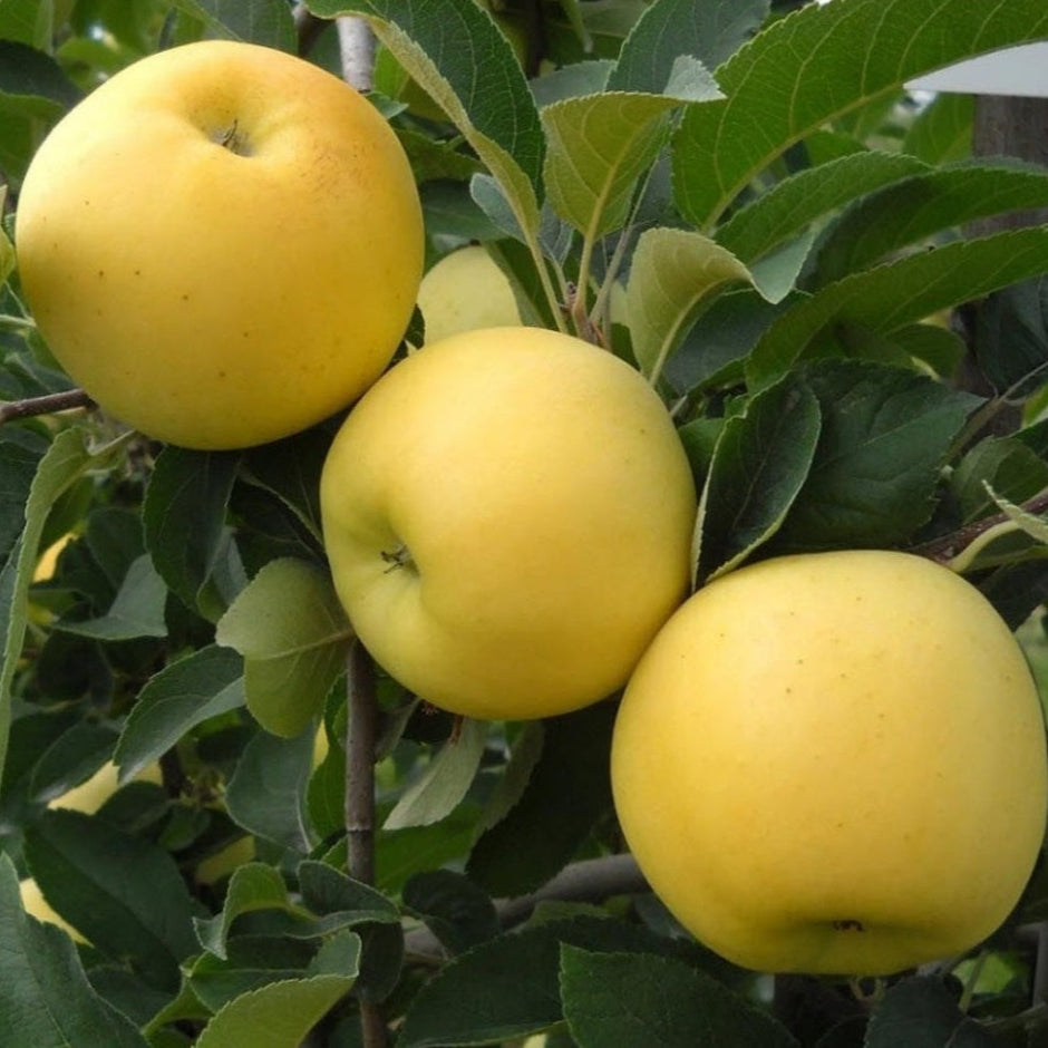 Pomi fructiferi – Pepinierele Fundulea