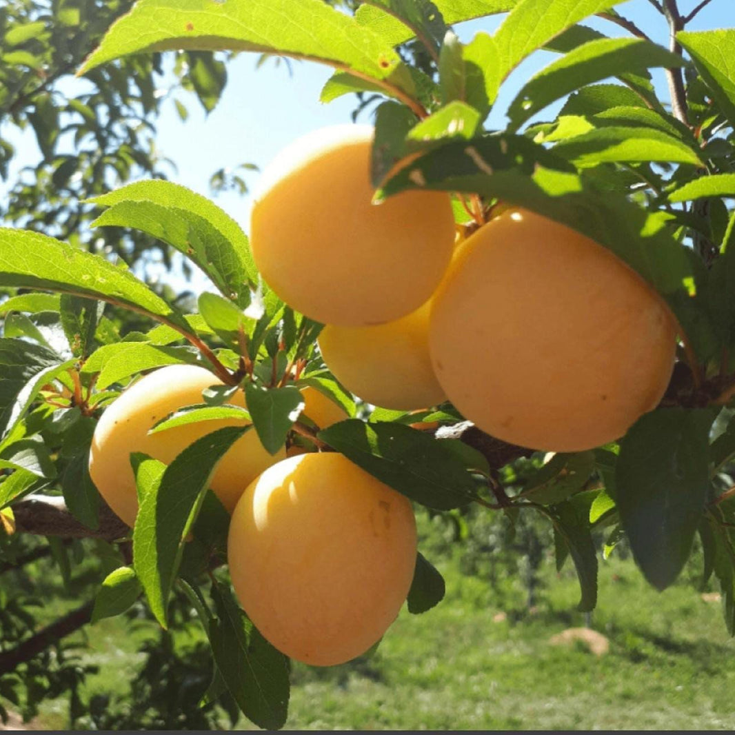 Pomi fructiferi – Pepinierele Fundulea