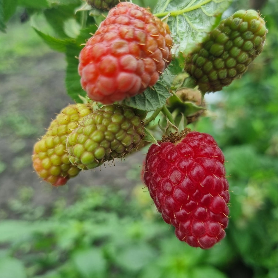 Butasi arbusti fructiferi – Pepinierele Fundulea